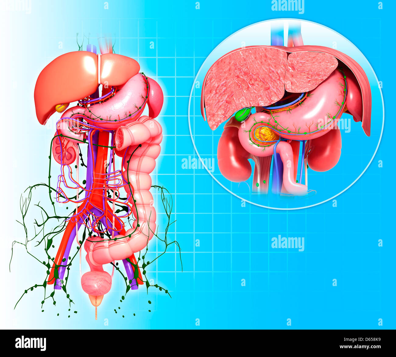 Healthy digestive system, artwork Stock Photo - Alamy