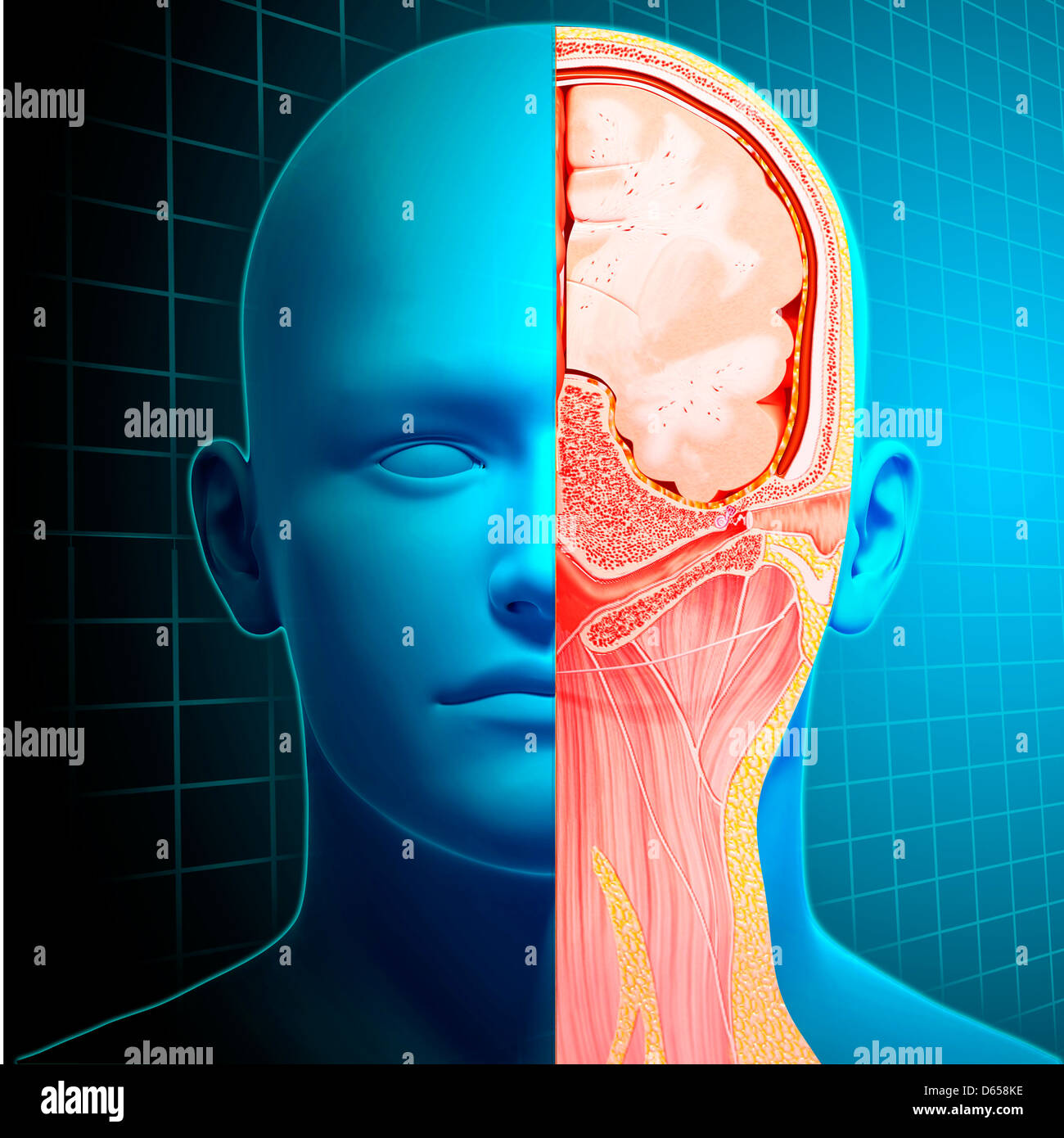 Cerebrum Cross Section High Resolution Stock Photography and Images - Alamy