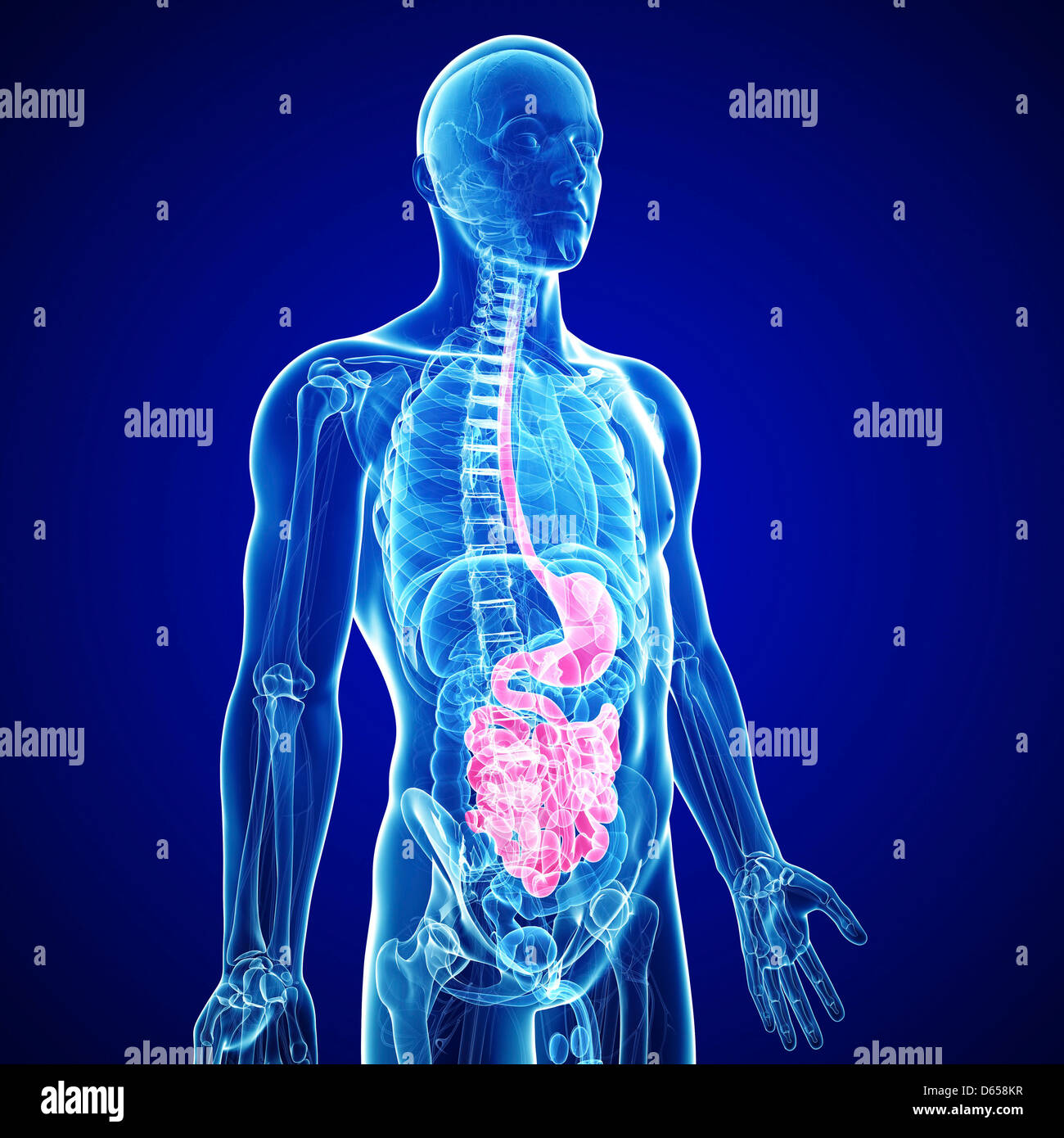 Male Digestive System Artwork High Resolution Stock Photography and ...