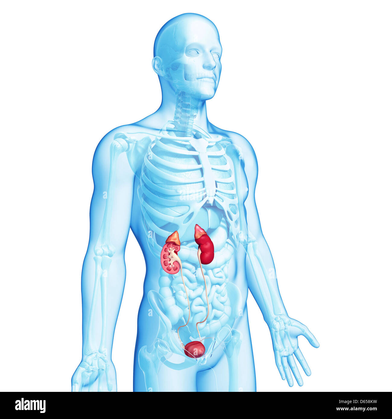 Male urinary system, artwork Stock Photo - Alamy