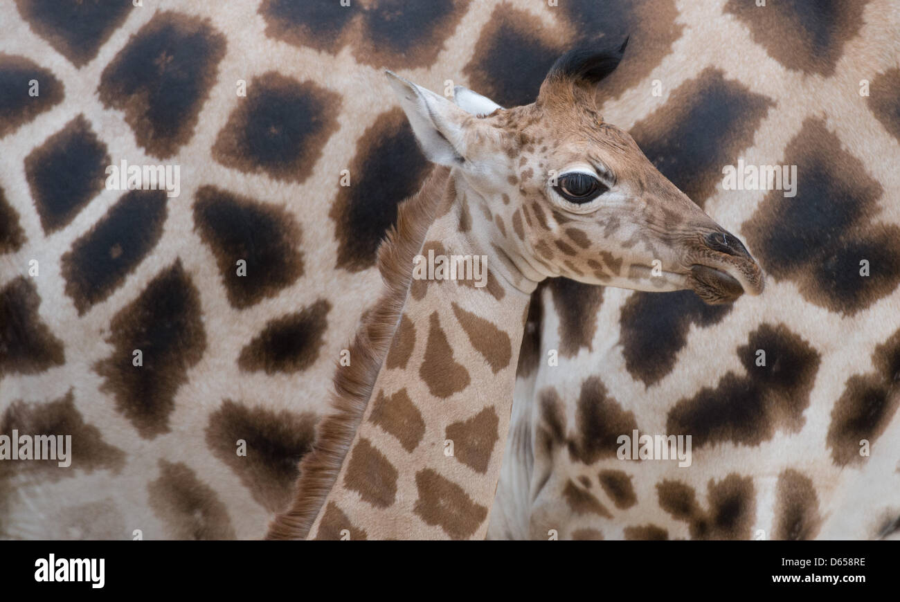 A nine-days-old baby giraffe is pictured at the zoo in Hanover, Germany ...