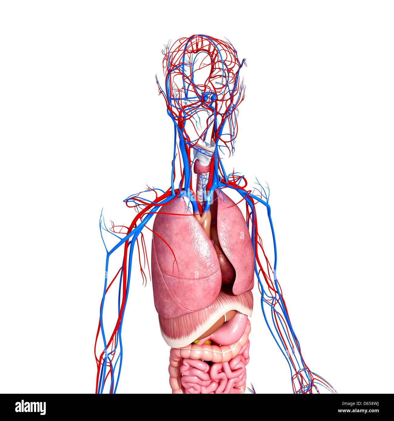 Human anatomy, artwork Stock Photo - Alamy