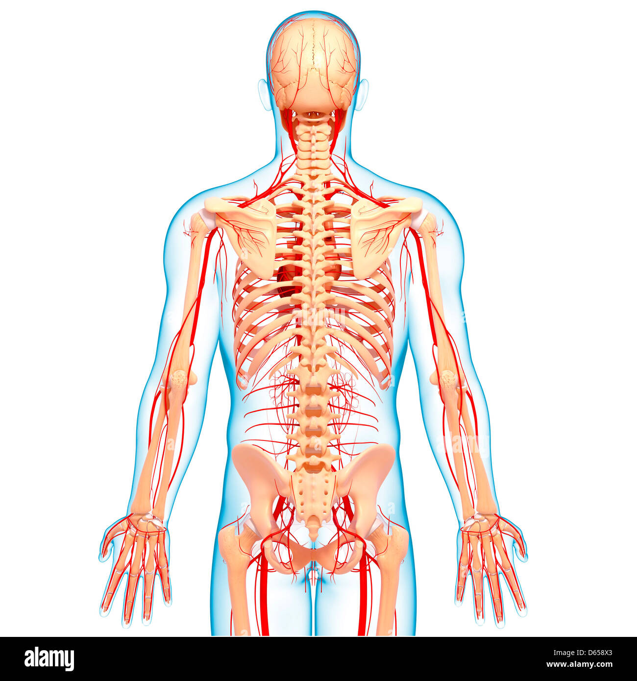 Human arteries, artwork Stock Photo - Alamy