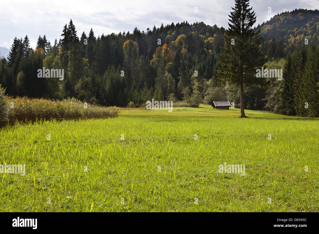 wooden hut in the forest Stock Photo - Alamy