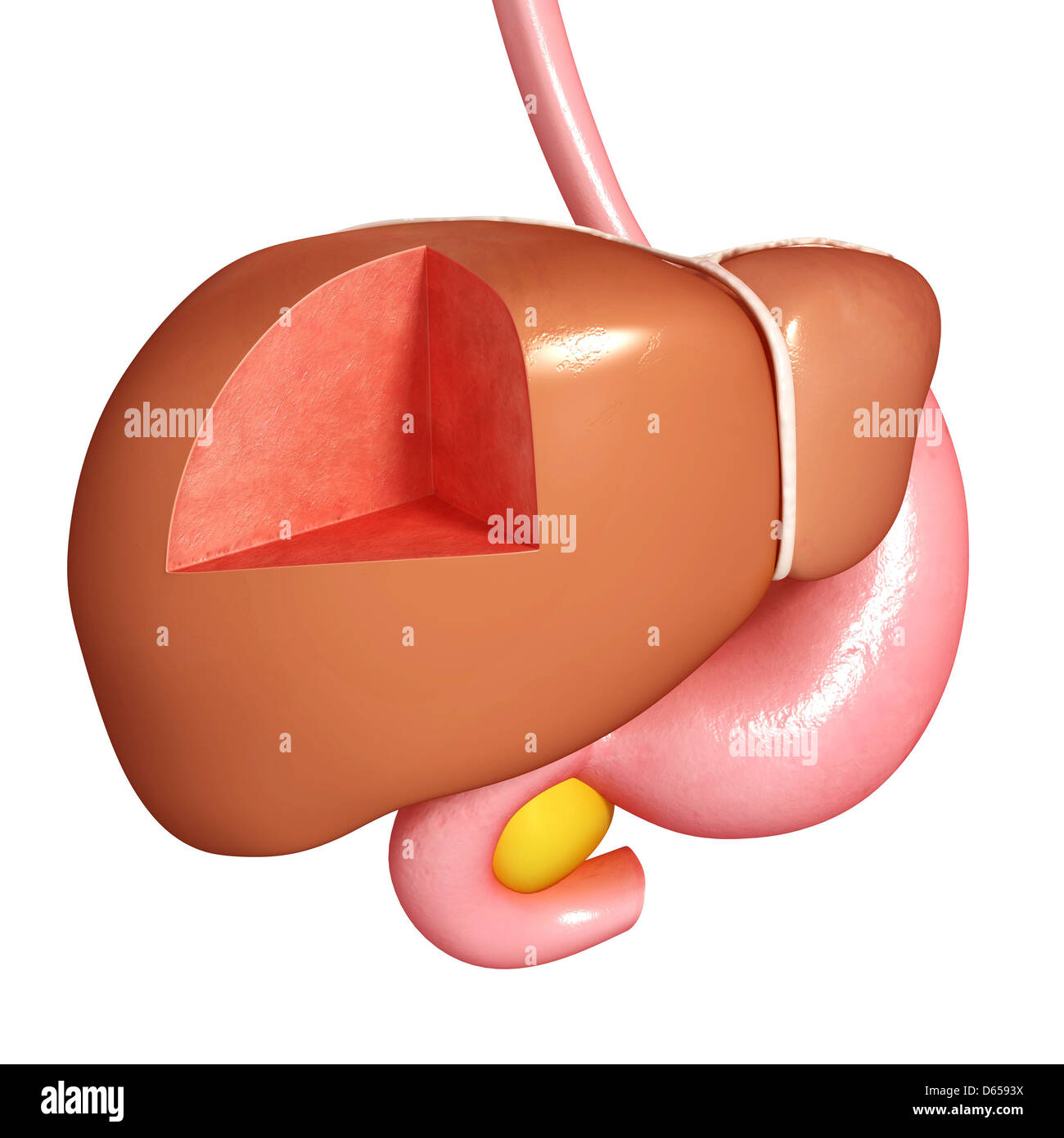 Healthy liver, artwork hi-res stock photography and images - Alamy