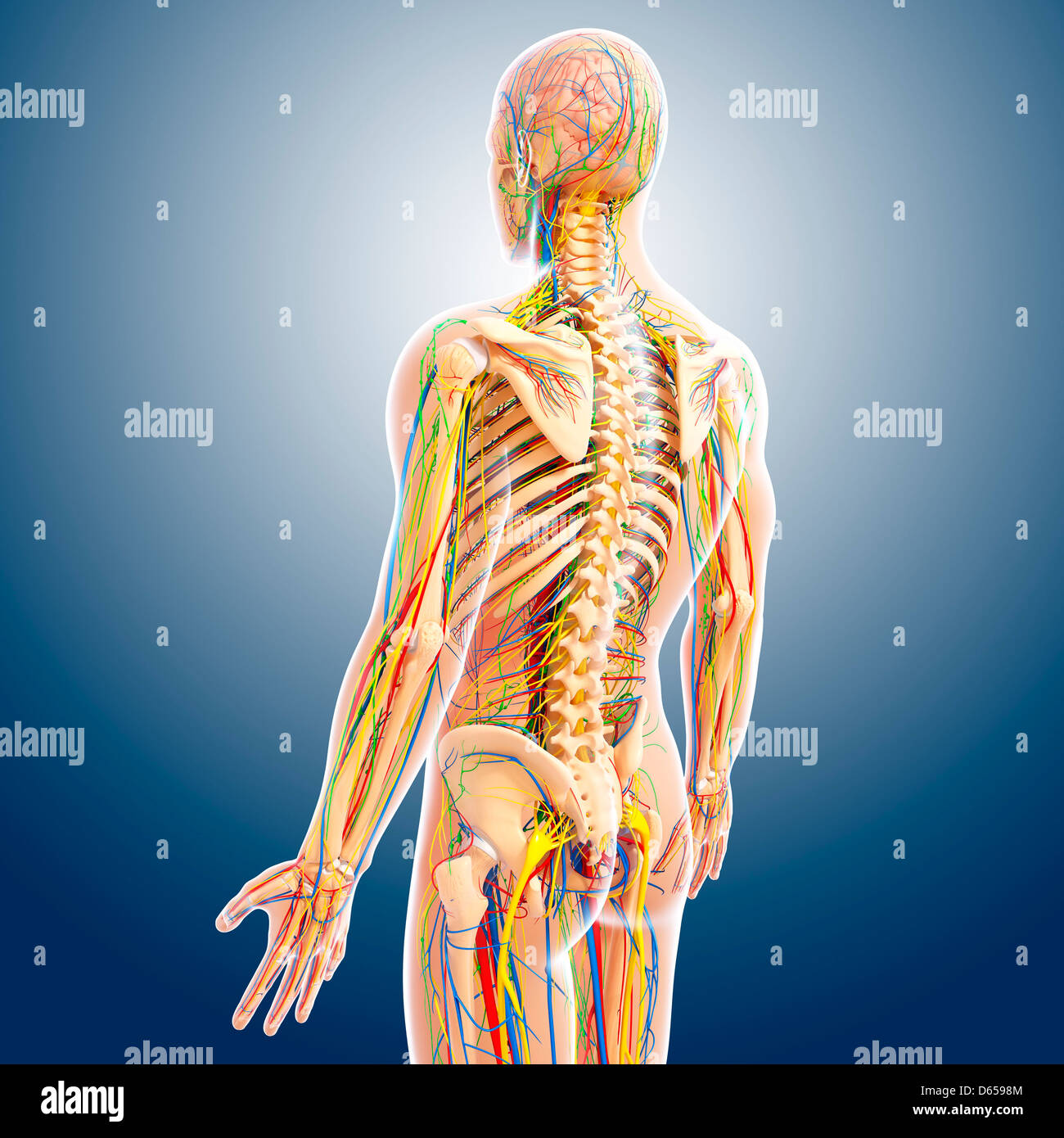 Human anatomy, artwork Stock Photo - Alamy