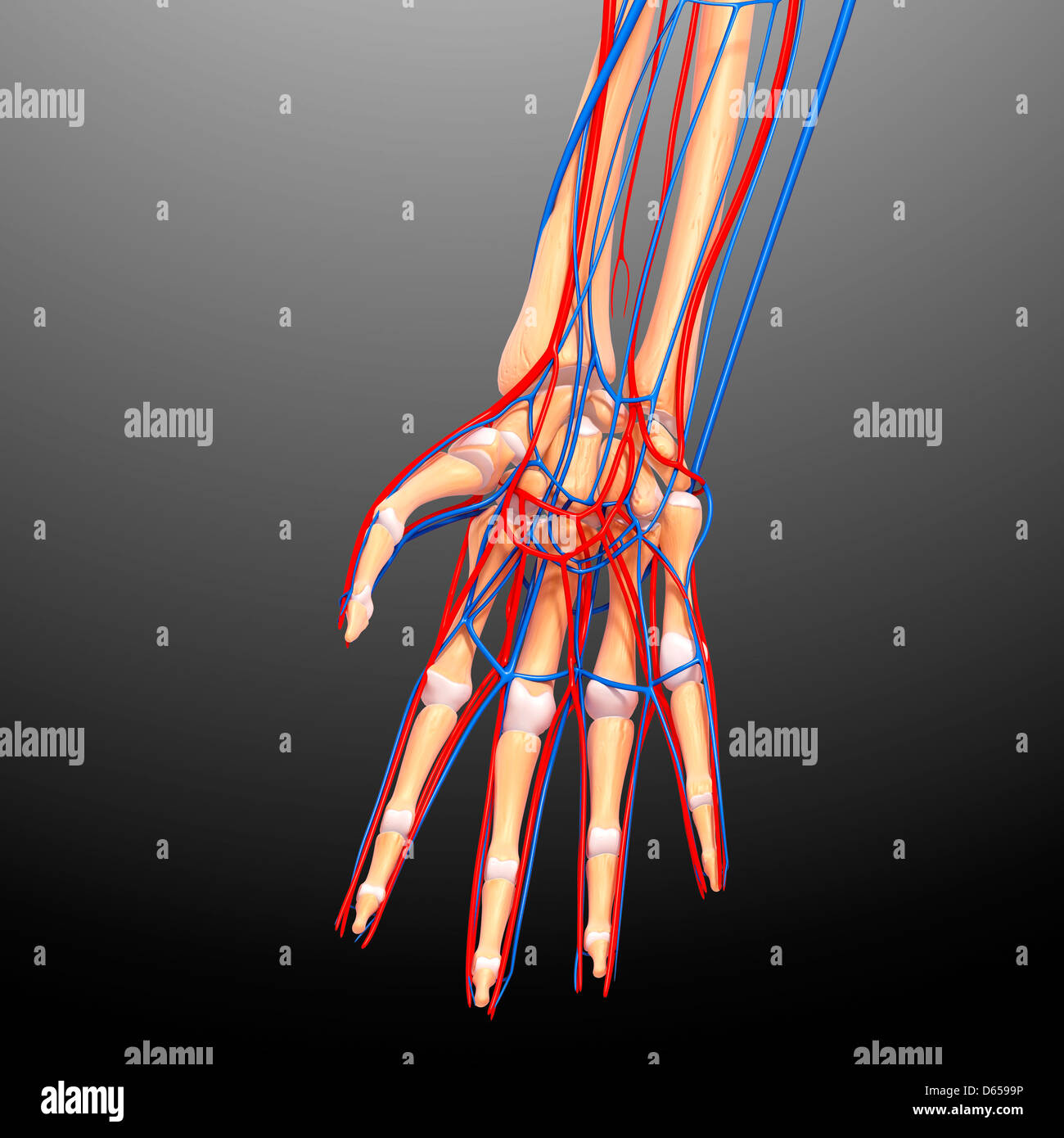 Radius And Ulna High Resolution Stock Photography and Images - Alamy