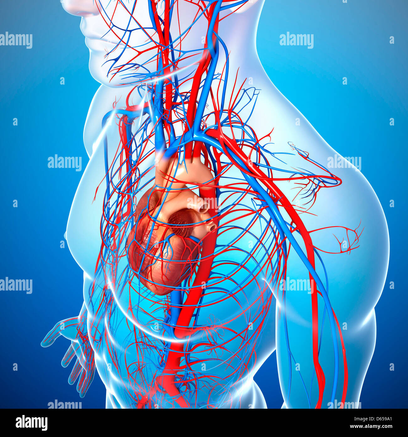 Cardiovascular system, artwork Stock Photo - Alamy