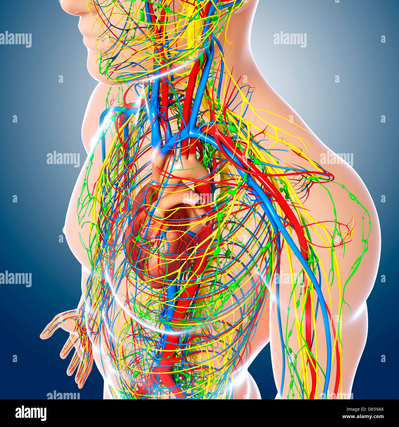 Human anatomy, artwork Stock Photo - Alamy