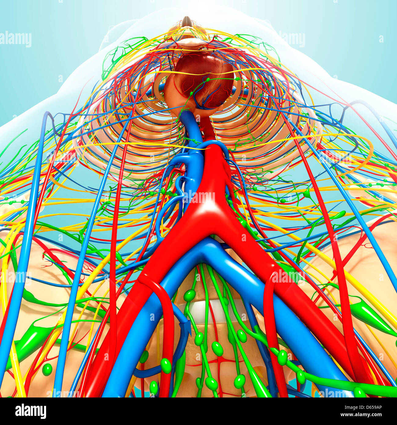 Human anatomy, artwork Stock Photo - Alamy