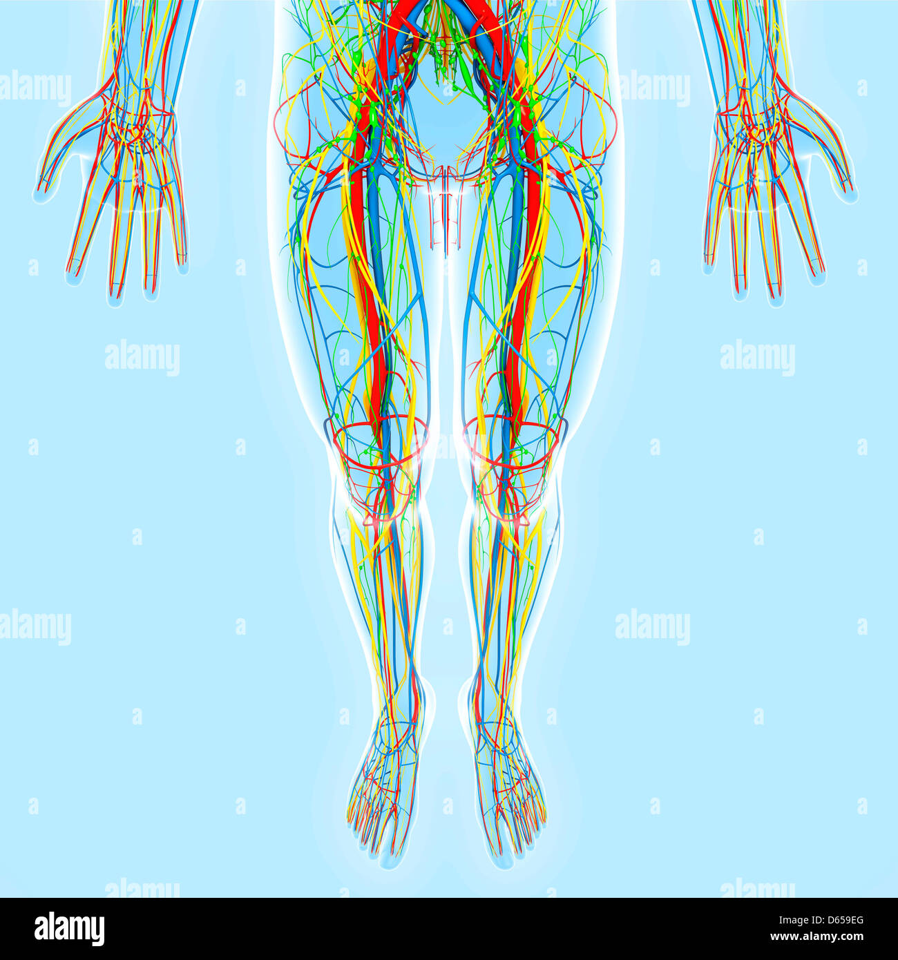 Lower Half Of Body High Resolution Stock Photography and Images - Alamy