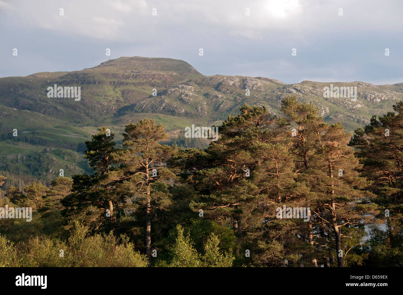 Morvern forest hi-res stock photography and images - Alamy