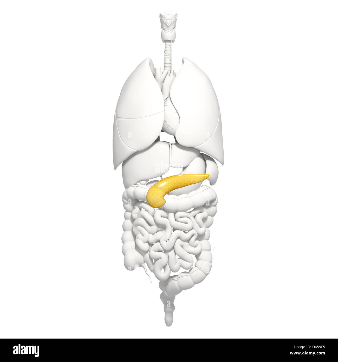Healthy pancreas hi-res stock photography and images - Alamy