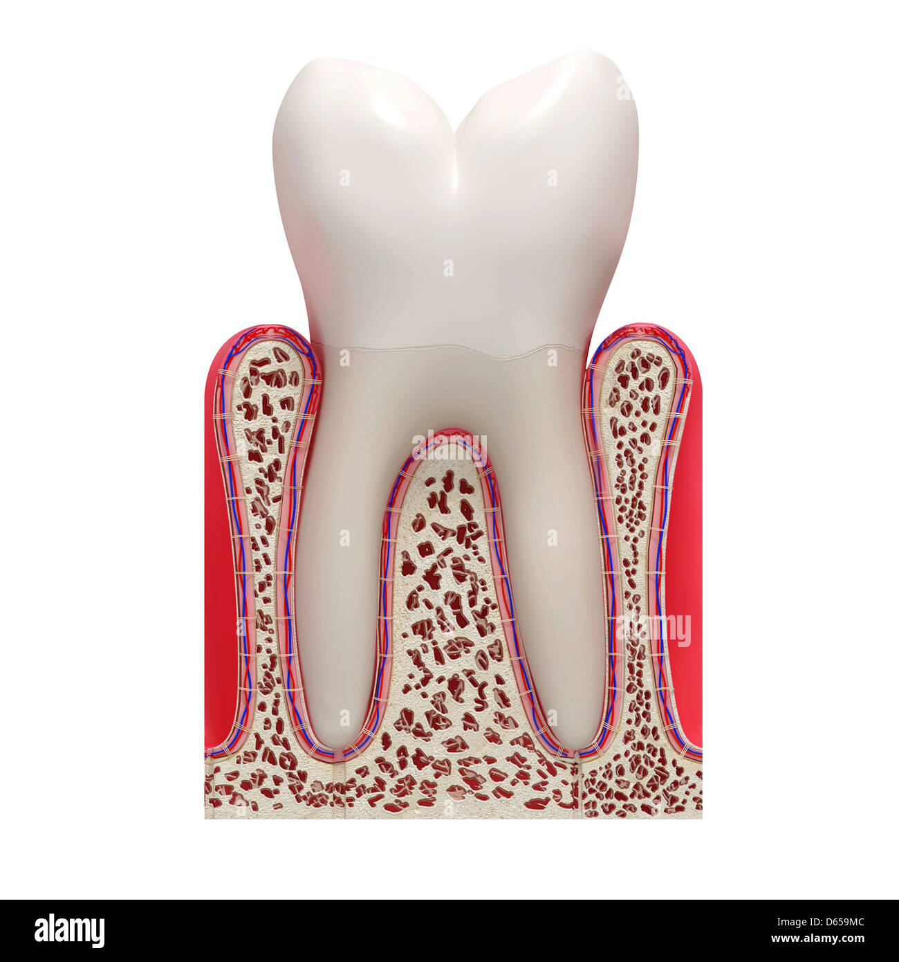 Adult tooth Cut Out Stock Images & Pictures - Alamy