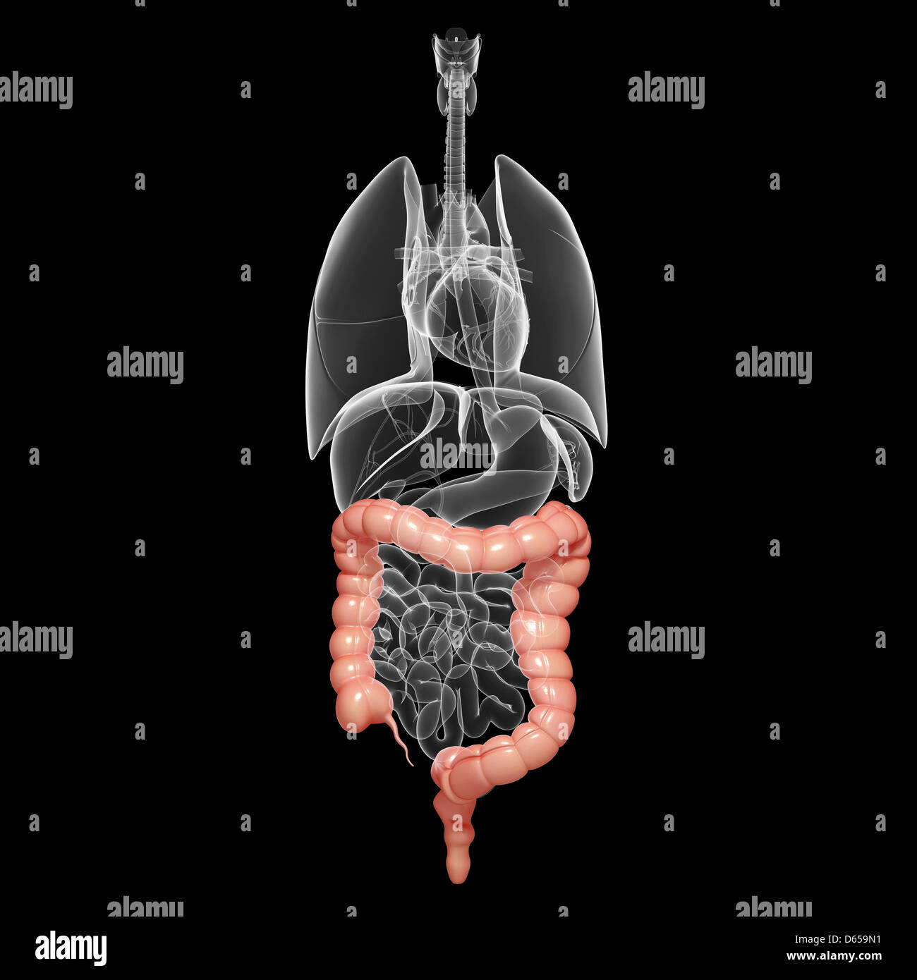 Healthy large intestines hi-res stock photography and images - Alamy