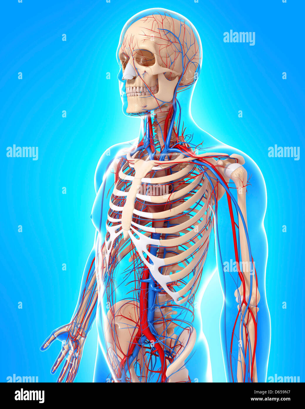 Vertebrosternal ribs hi-res stock photography and images - Alamy