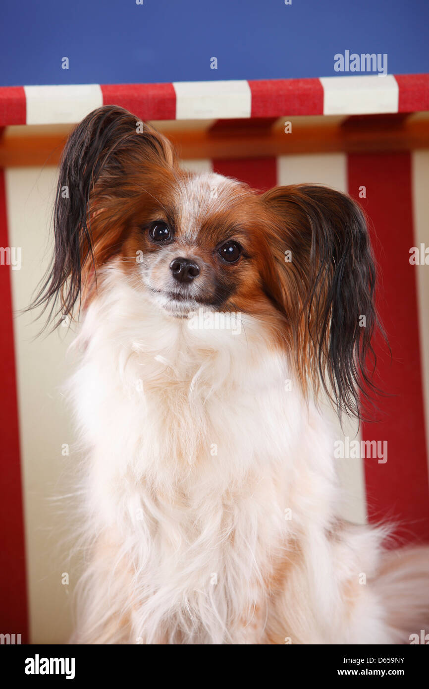 Papillon / Continental Toy Spaniel, Butterfly Dog Stock Photo - Alamy