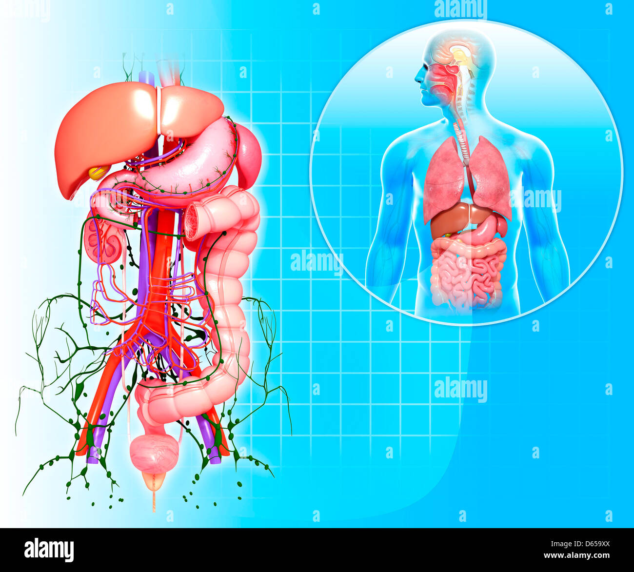 Digestive System Blue High Resolution Stock Photography and Images - Alamy