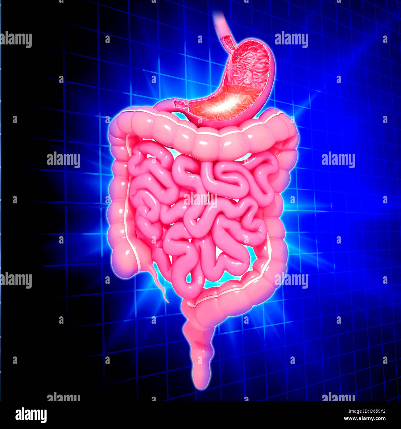 Human Digestive System Cross Section High Resolution Stock Photography ...