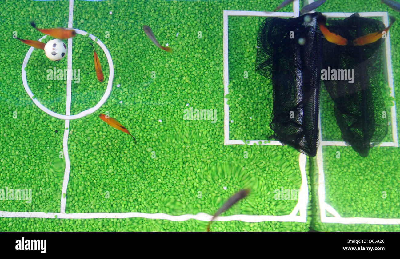 Platy fish play soccer at a zoo store in Kiel, Germany, 15 June 2012 ...