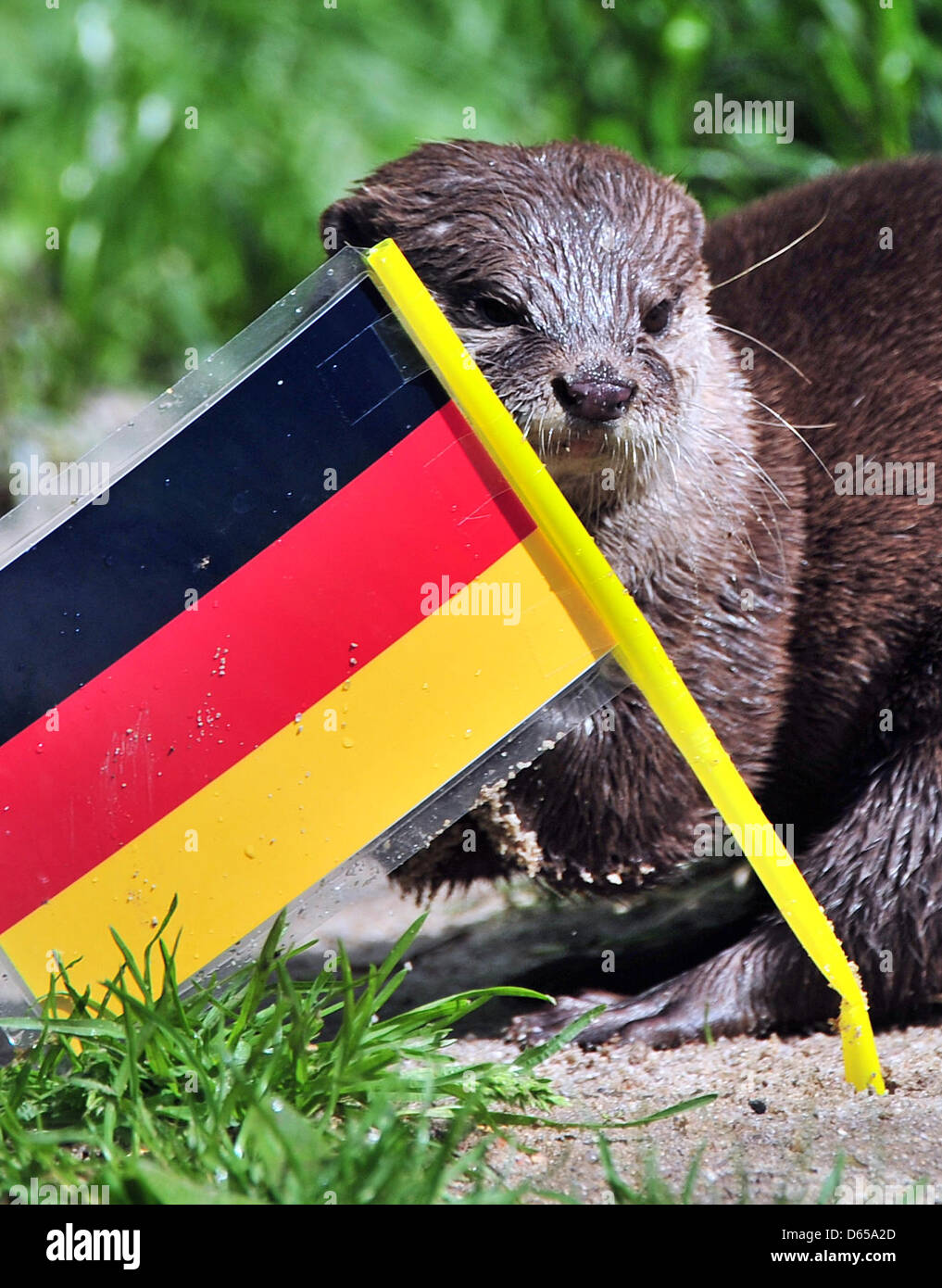 Otter ferret predicts victory german hi-res stock photography and ...
