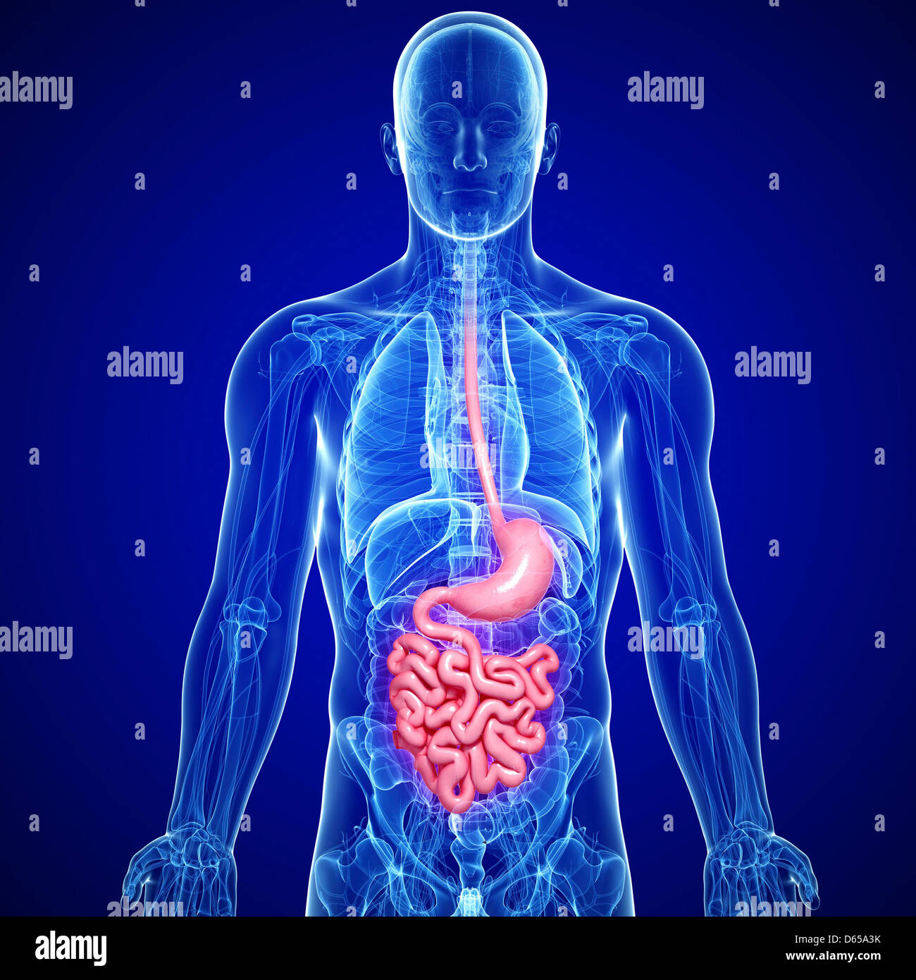 Male digestive system artwork hi-res stock photography and images - Alamy