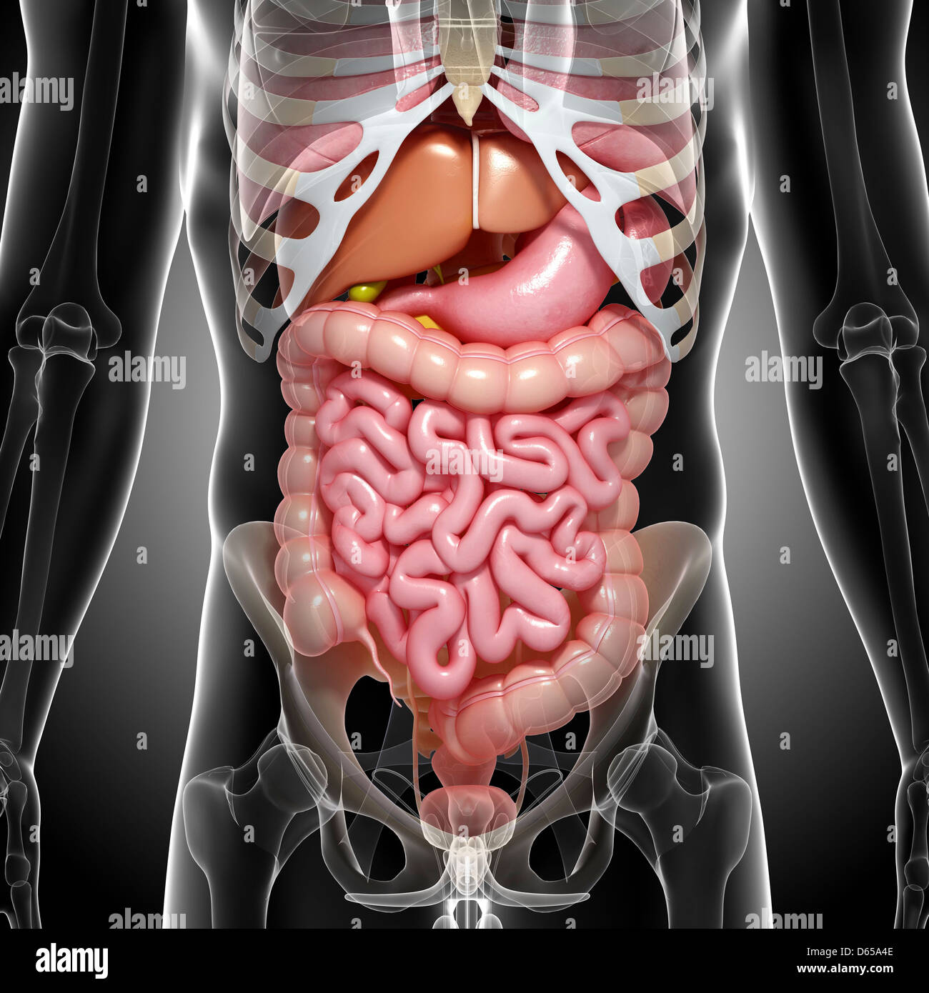 Healthy digestive system, artwork Stock Photo - Alamy