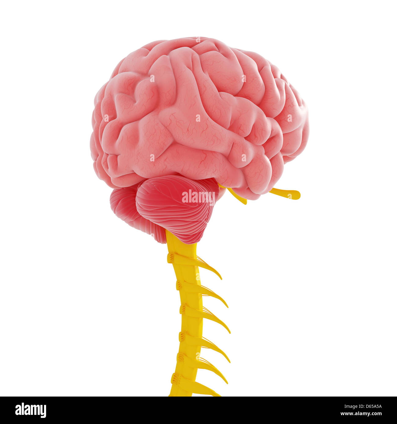 Central nervous system, artwork Stock Photo - Alamy