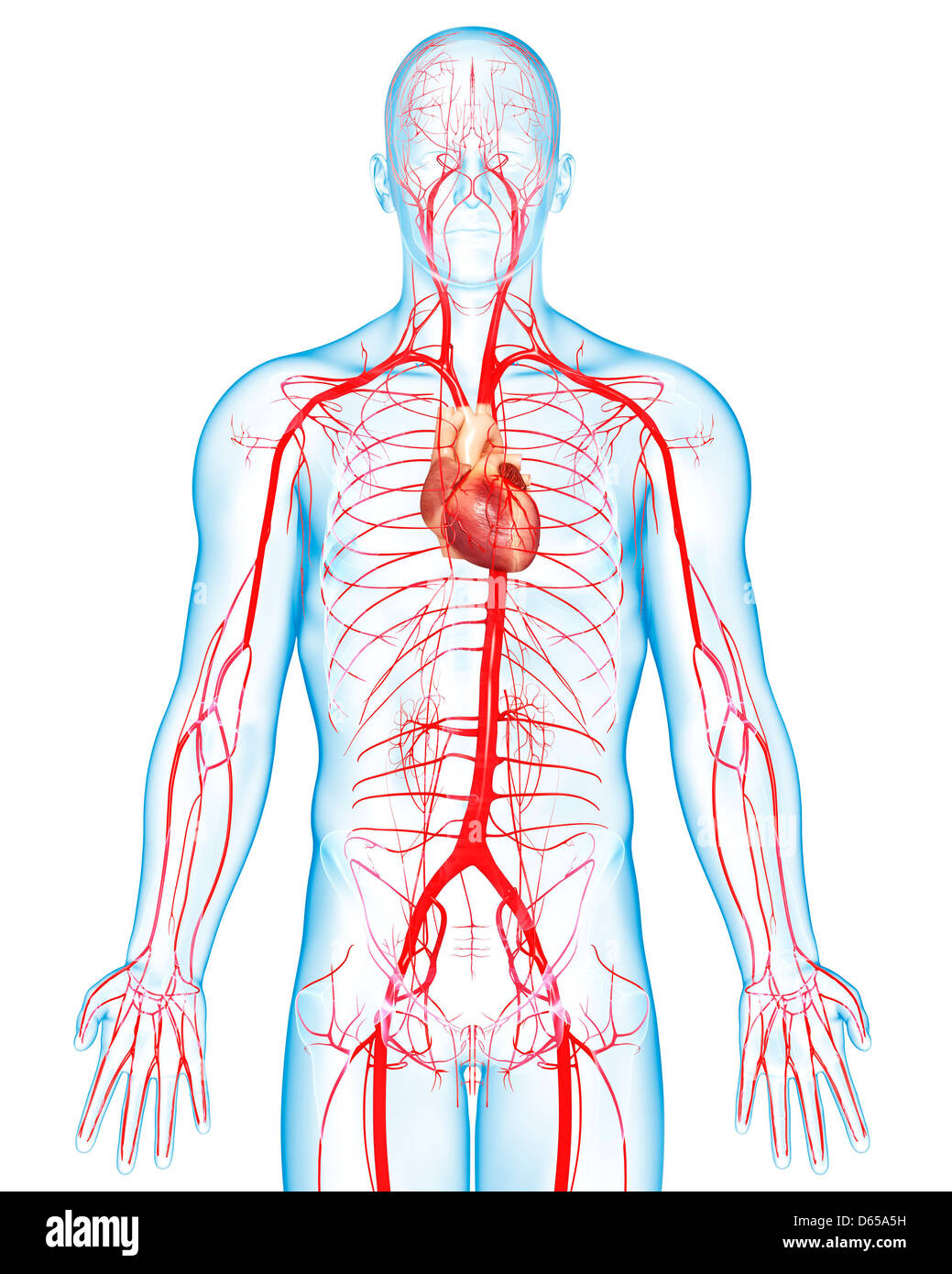 Human arteries, artwork Stock Photo - Alamy