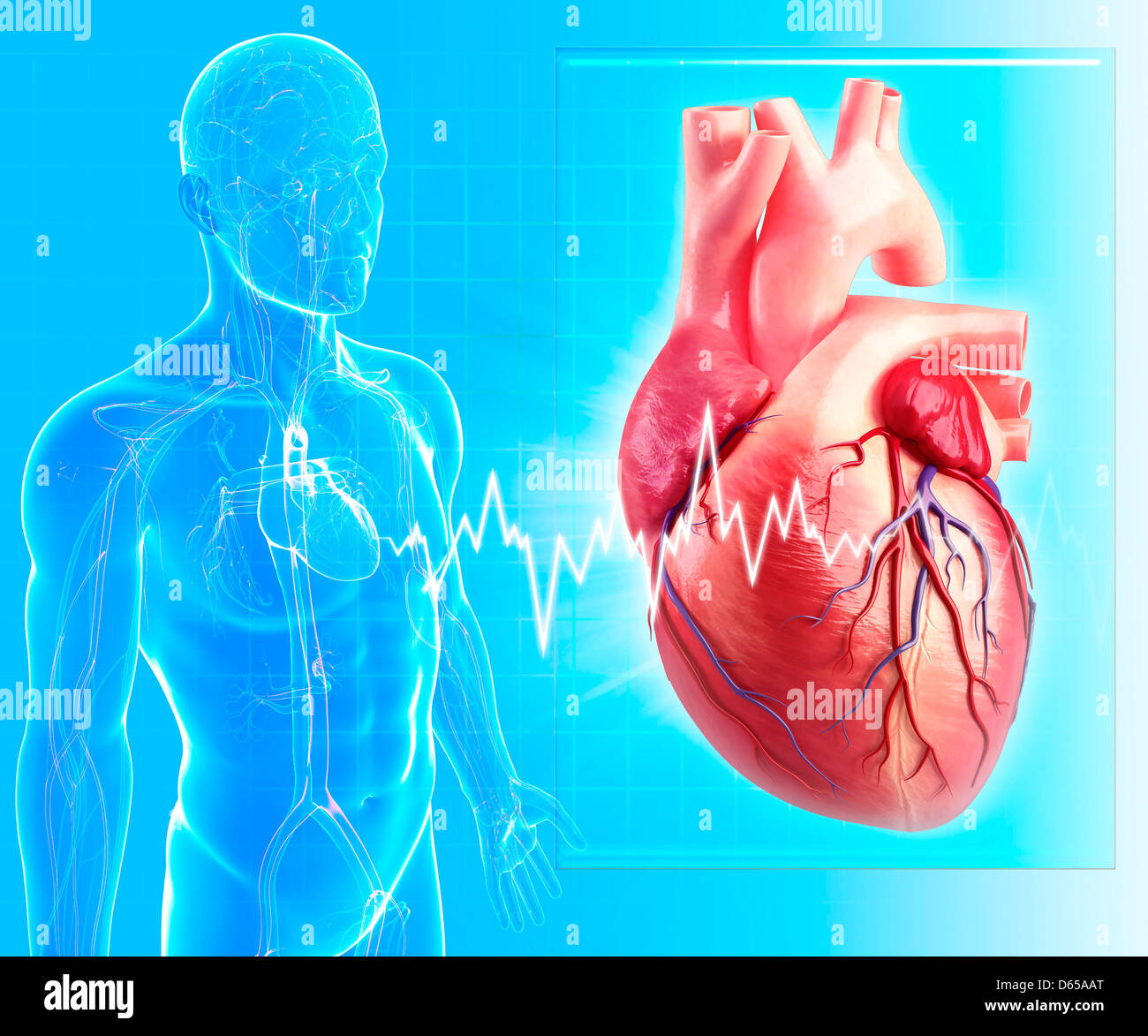 Internal view human heart hi-res stock photography and images - Alamy
