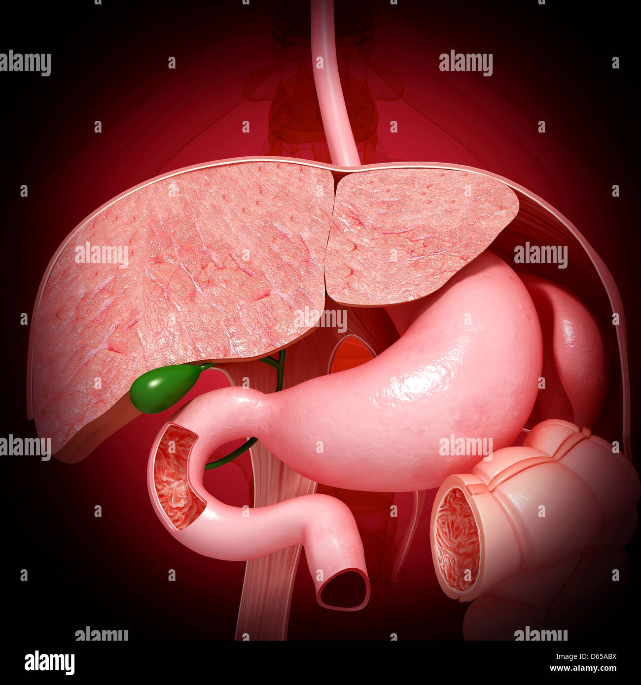 Healthy digestive system, artwork Stock Photo - Alamy