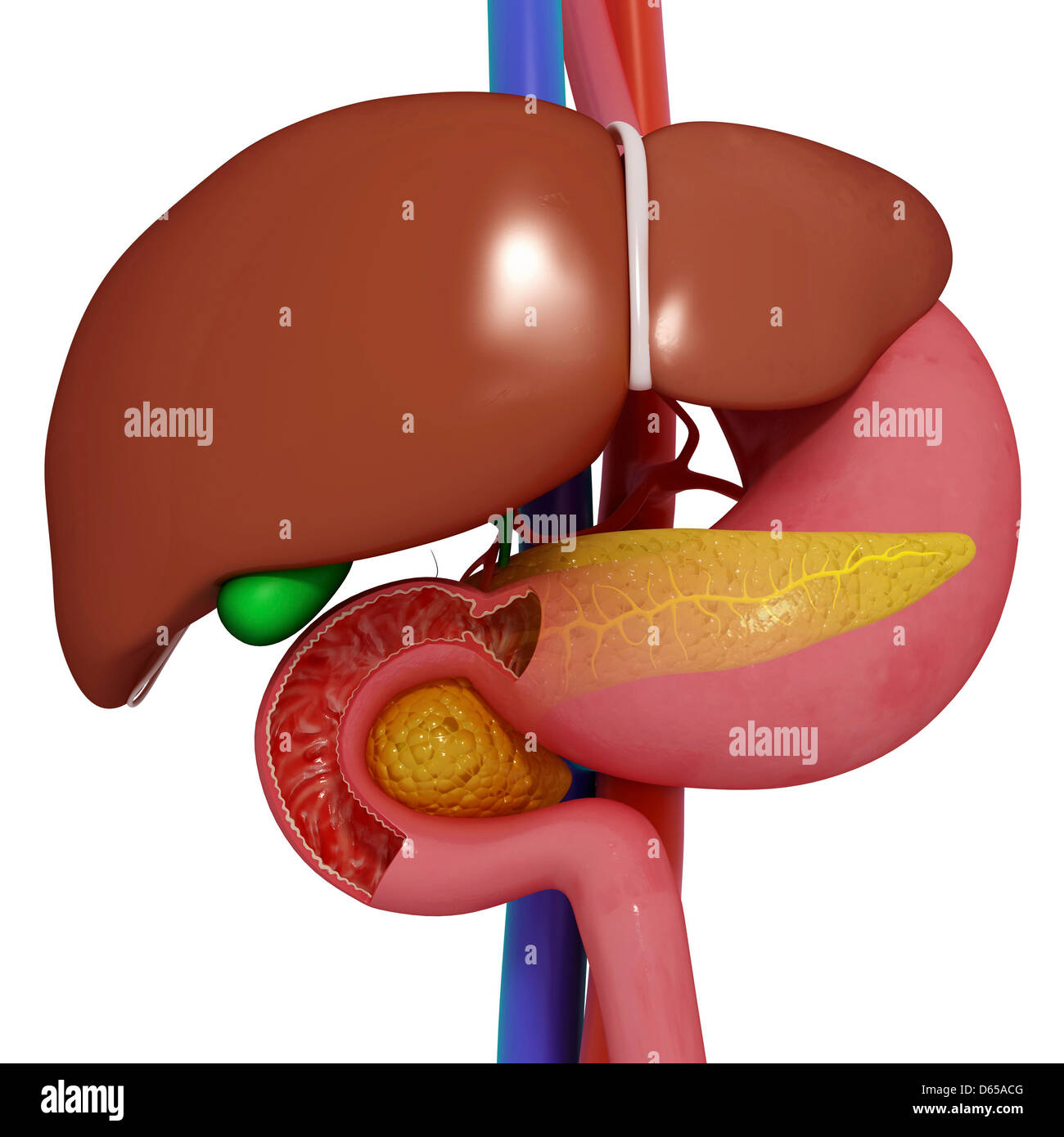 Human Digestive System Cross Section High Resolution Stock Photography ...