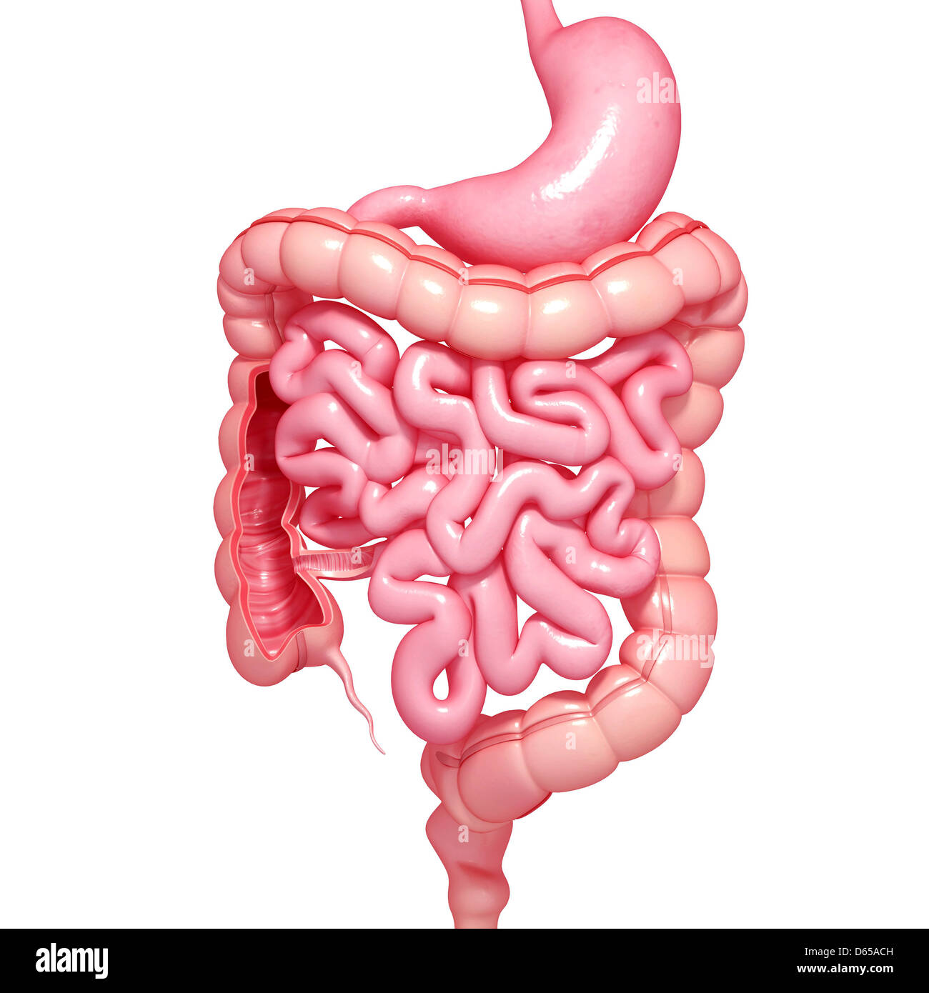 Human Digestive System Cross Section High Resolution Stock Photography ...