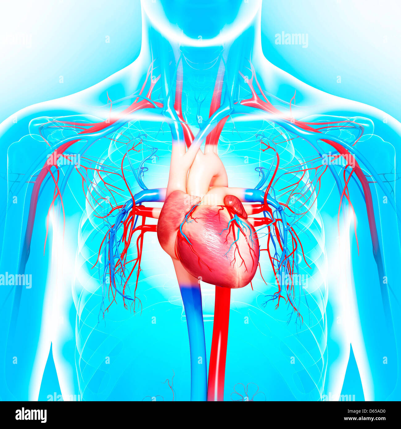 Cardiovascular system, artwork Stock Photo - Alamy