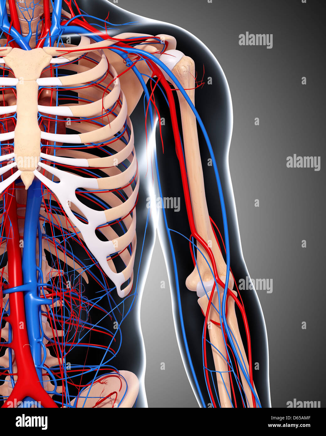 Upper body anatomy, artwork Stock Photo - Alamy Upper body anatomy, artwork Stock Photo - Alamy