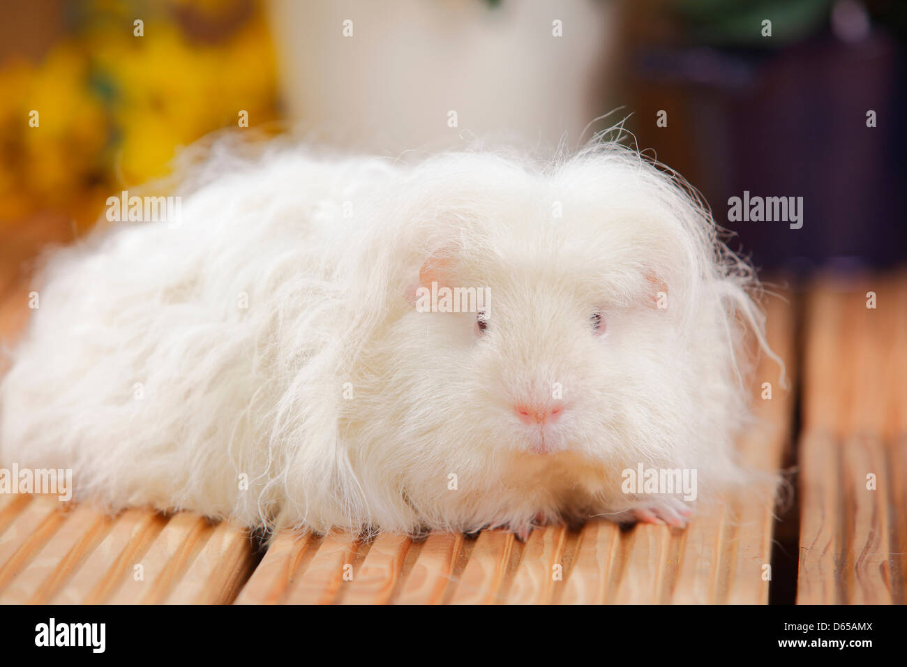 Guinea Pig Merino d.e. / dark eye |Merino-Meerschweinchen d.e. / dark ...