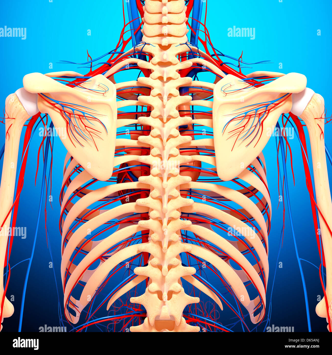 Back anatomy, artwork Stock Photo - Alamy