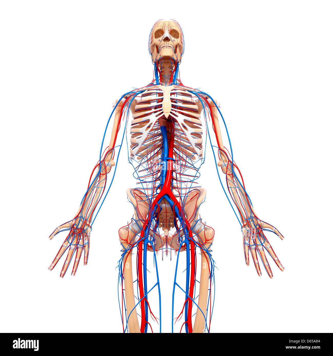 External organ organs hi-res stock photography and images - Alamy