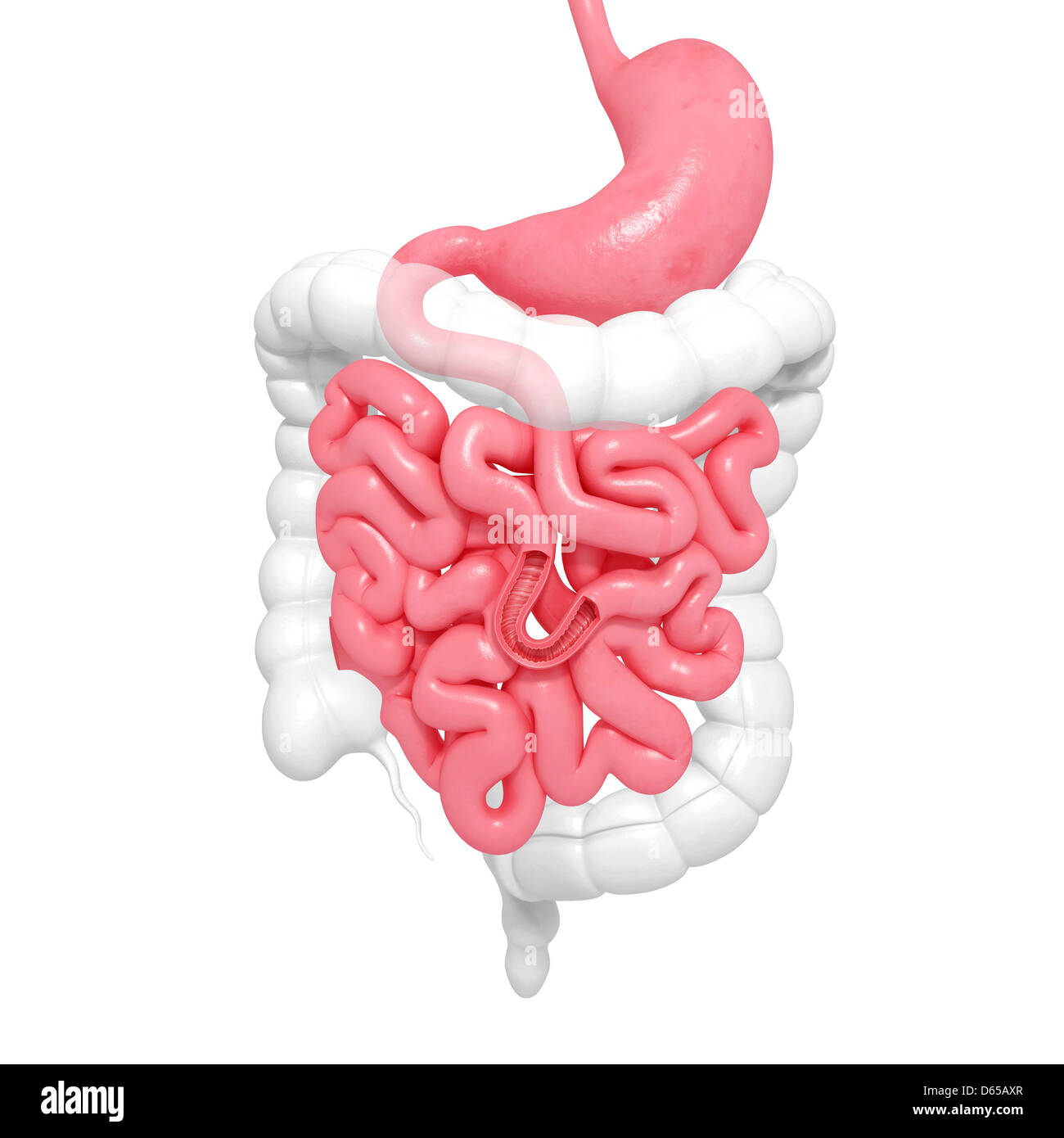 Healthy digestive system, artwork Stock Photo - Alamy