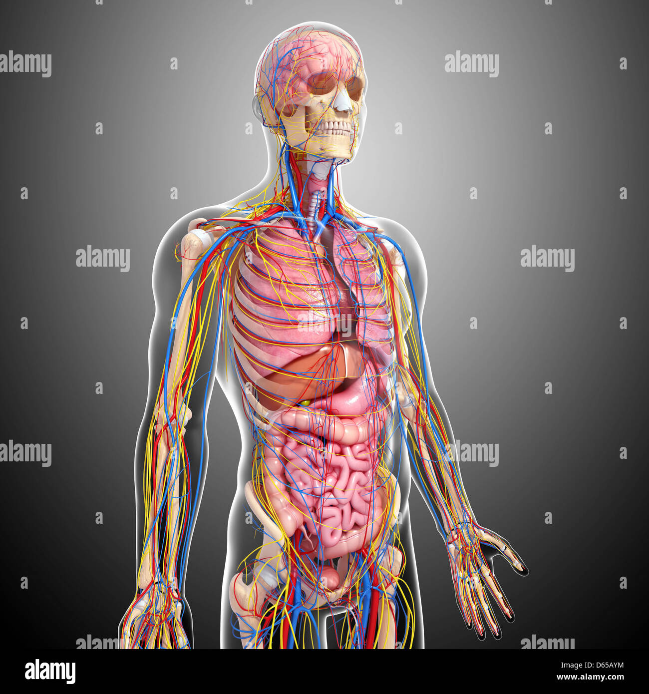 Man human skull three quarter view hi-res stock photography and images ...