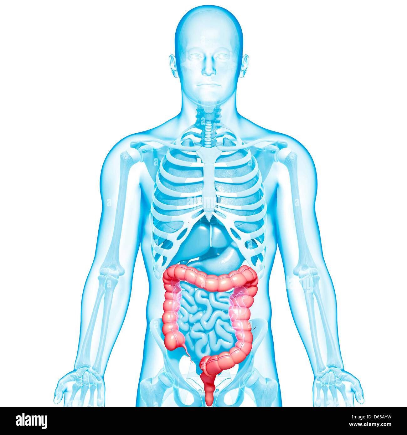 Healthy large intestines, artwork Stock Photo - Alamy