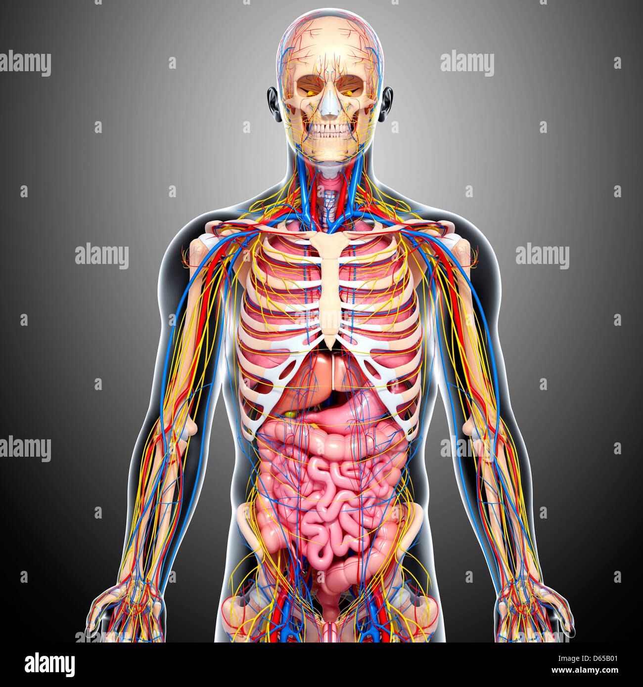 Human anatomy, artwork Stock Photo - Alamy