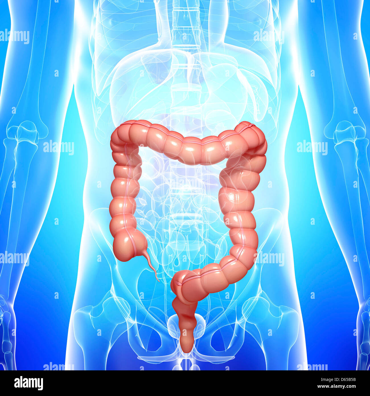Healthy large intestines, artwork Stock Photo - Alamy
