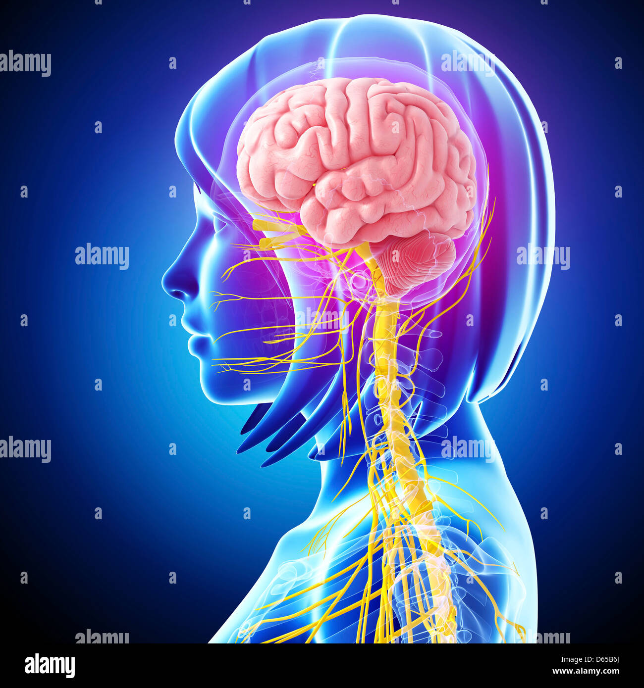 Central nervous system, artwork Stock Photo - Alamy