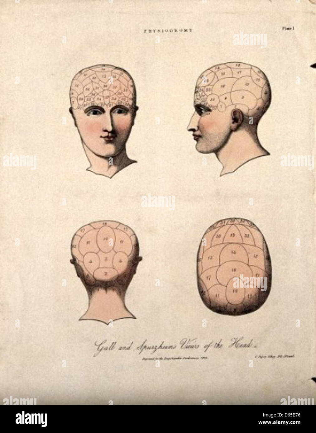 Phrenology illustration hi-res stock photography and images - Alamy