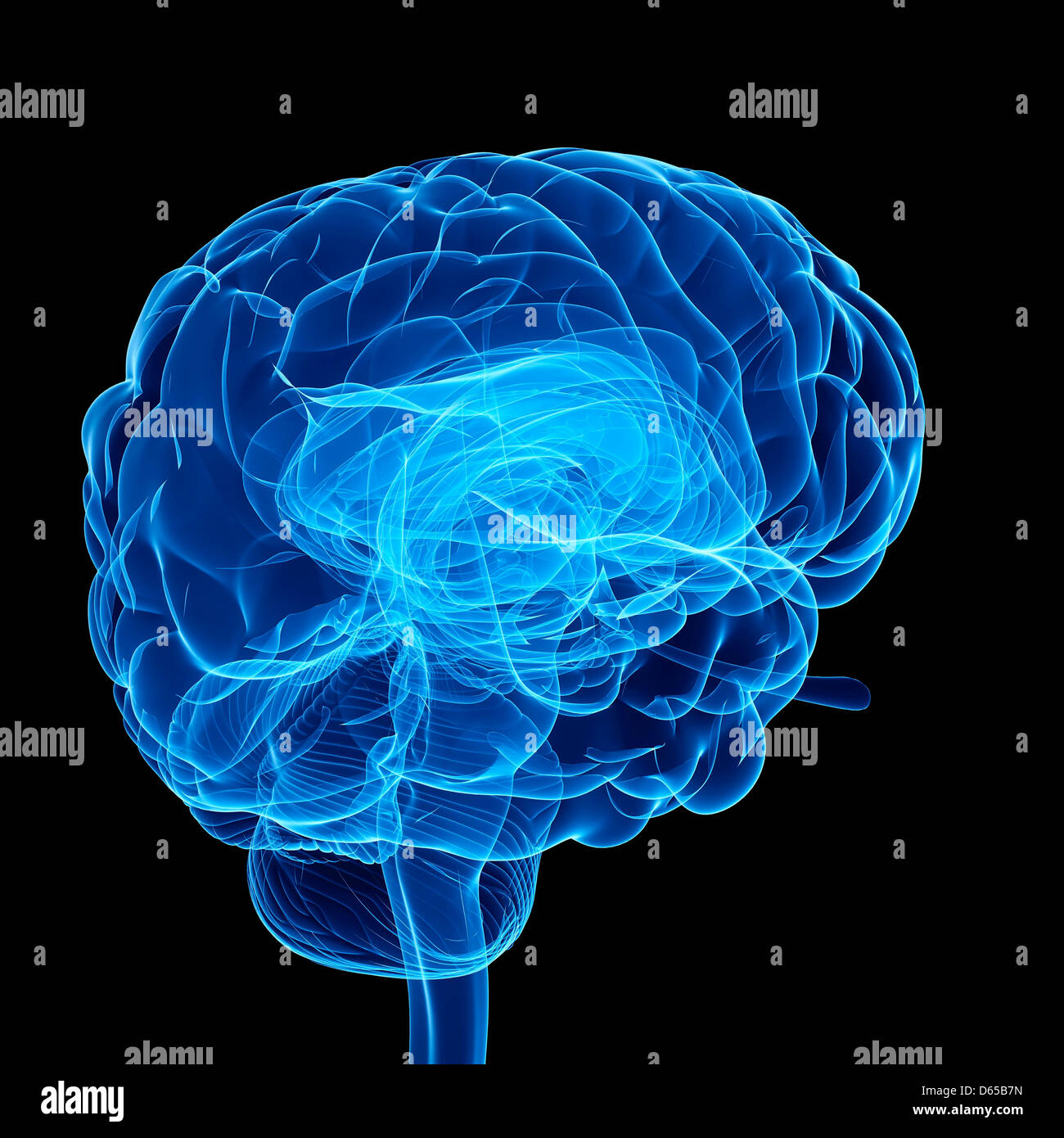 Human Spinal Chord High Resolution Stock Photography and Images - Alamy
