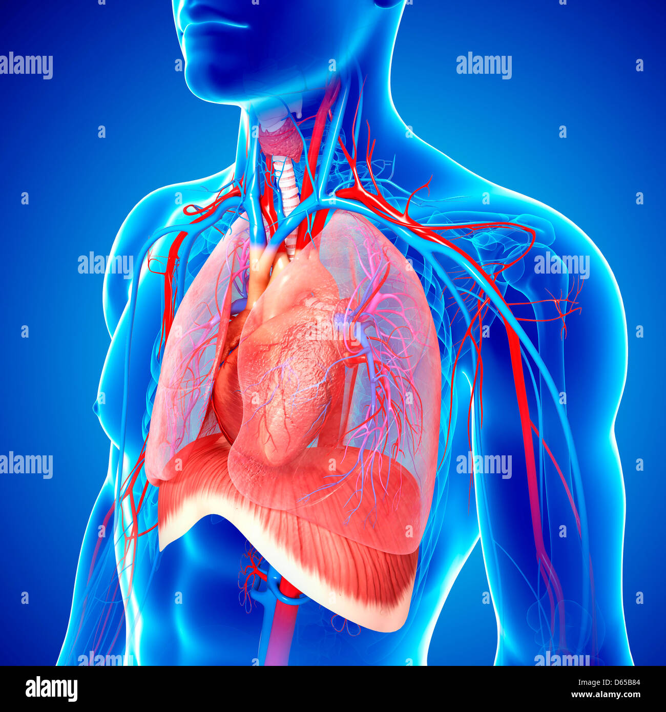 Cardiovascular system, artwork Stock Photo - Alamy