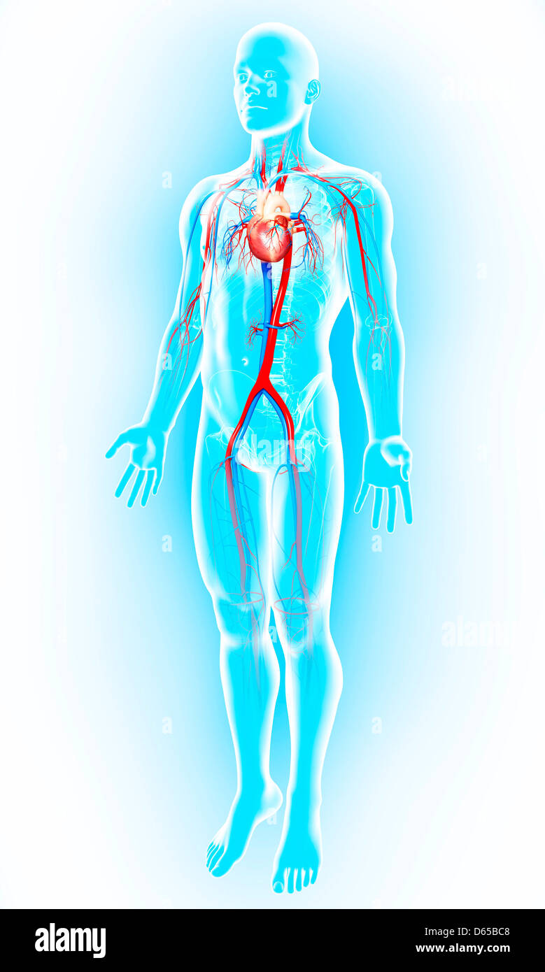Cardiovascular system, artwork Stock Photo - Alamy