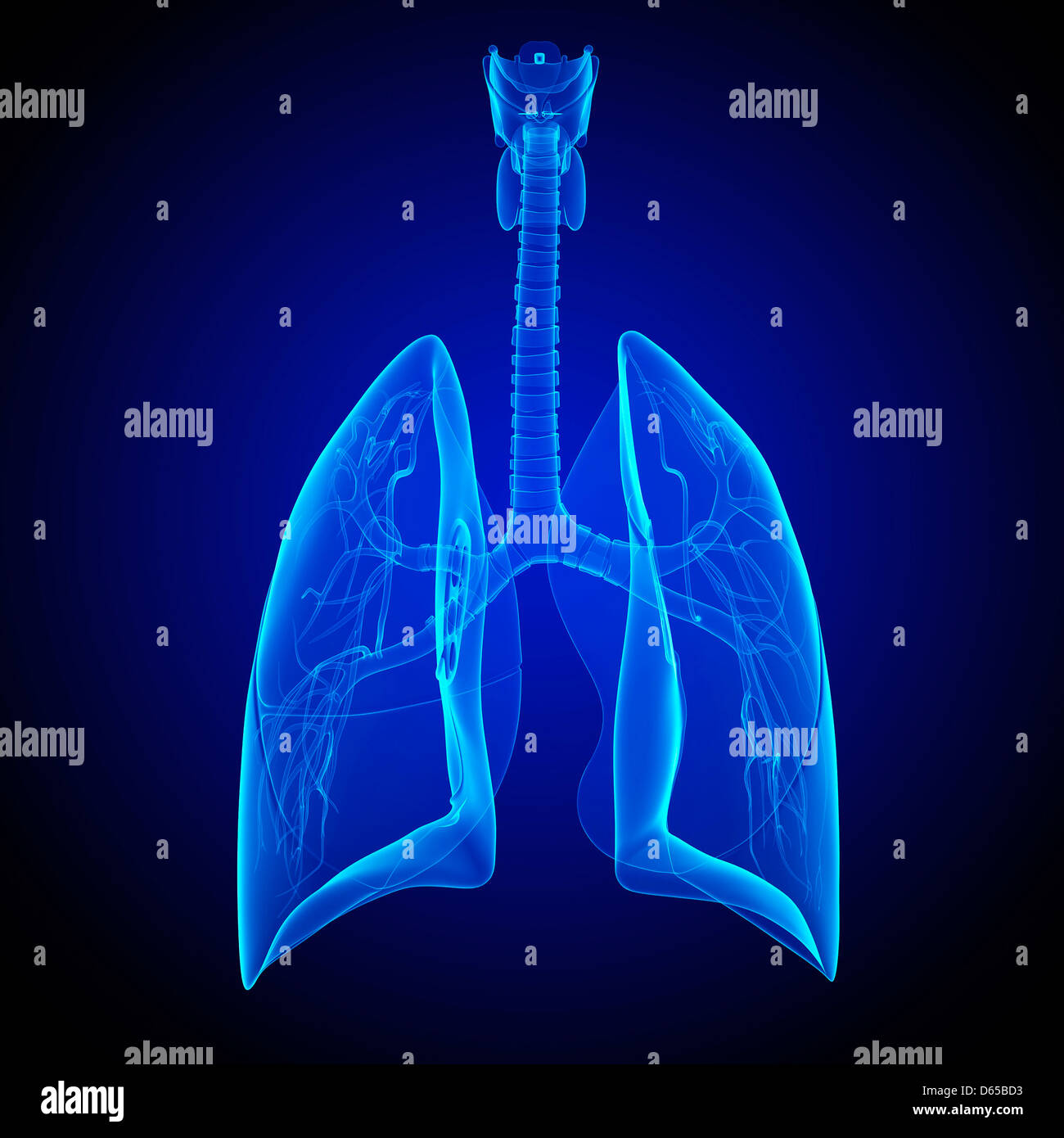 respiratory system, artwork Stock Photo - Alamy