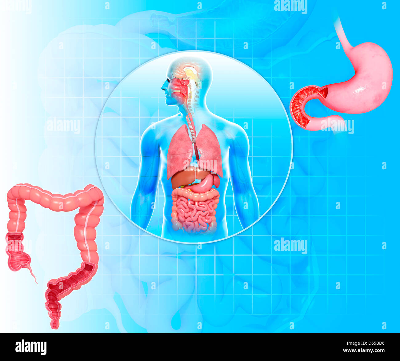 Digestive System Blue High Resolution Stock Photography and Images - Alamy